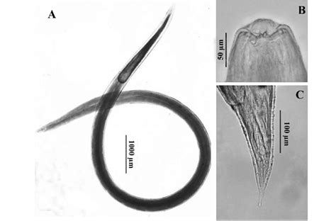 Unidentified Nematode Larvae A Entire B Anterior End Teeth C