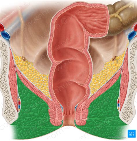 Ischioanal Fossa 3860 Kenhub Image License Store