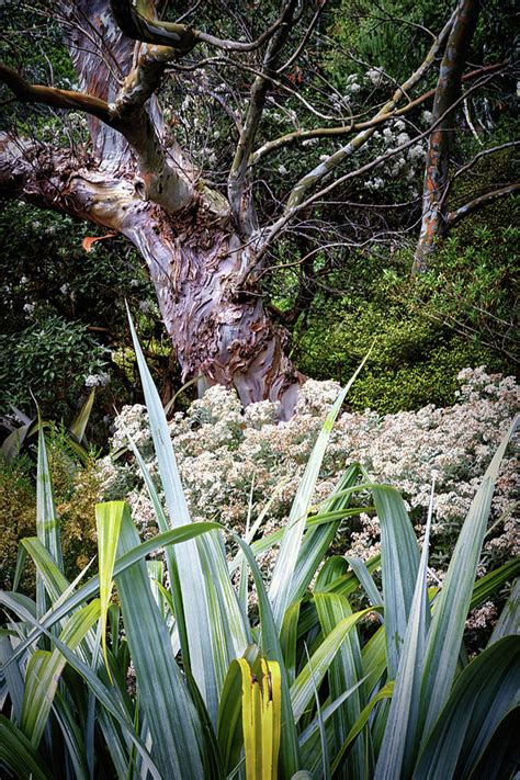 Botanical Garden Colours And Textures Photograph By Allan Todd Pixels