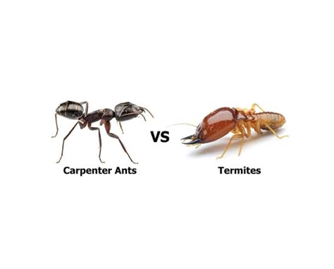 Carpenter Ants Vs Termites Mosquito Elite Pest Control