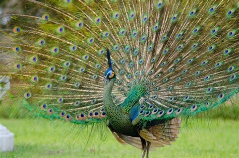Peafowl The Term Peacock Is Properly Reserved For The Male The