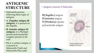 Salmonella Typhi Typhoid Fever Pptx