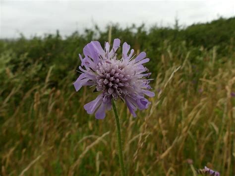 Field Scabious Knautia Arvensis © Alan Murray Rust Cc By Sa20