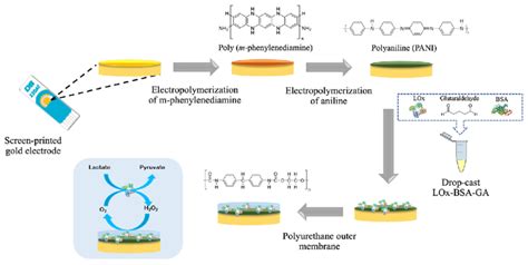 Schematic Illustration Of The Lactate Biosensor Fabrication Using
