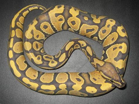 Ghost Ball Python Collection Ballpythonnl Ghost Ball Python Collection Ballpythonnl