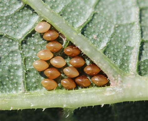 Squash Bug Larvae Triangle Gardener Magazine