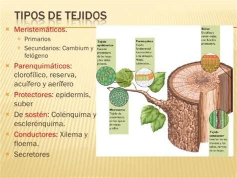 Tipos de TEJIDOS VEGETALES Características y Funciones