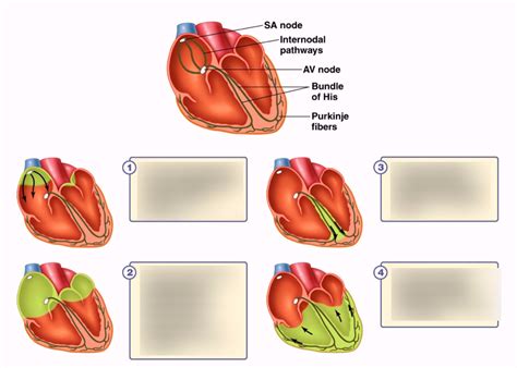 Internodal Pathways