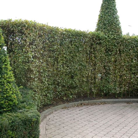Carpinus Betulus Houtmeyers Plantencentrum En Boomkwekerij Laakdal