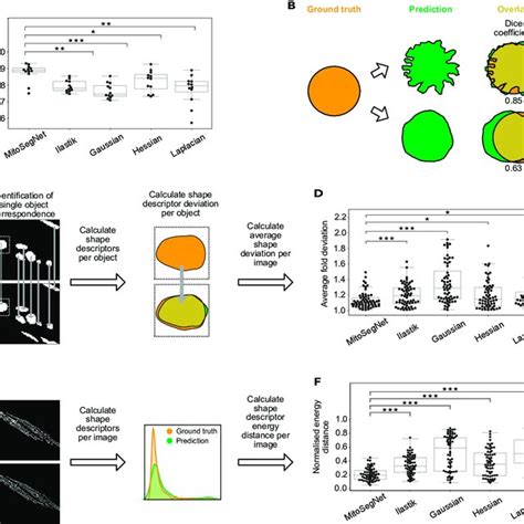 Mitosegnet Model Segmentation And Morphological Quantification Can Be Download Scientific
