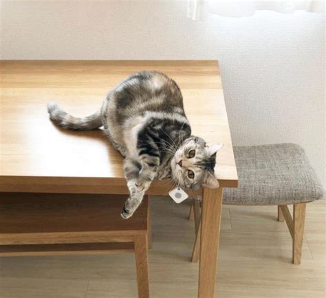 猫のかわいいスリスリ♡ じつは「3つの意味」があるって知ってる！？（ねこのきもちnews）
