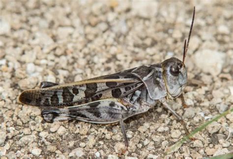 20 Grasshopper Species In Florida With Pictures Identification