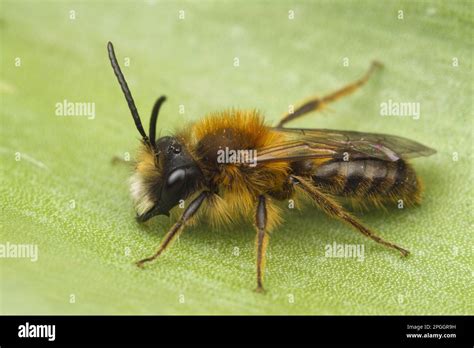 Andrena Armata Red Furred Sand Bee Fox Red Sand Bee Fox Red Earth