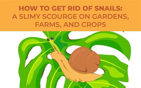 How To Get Rid Of Snails