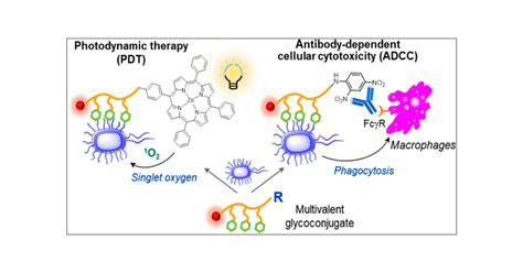 Bacterial Lectin Targeting Glycoconjugates For Selective Elimination Of Pathogenic Bacteria