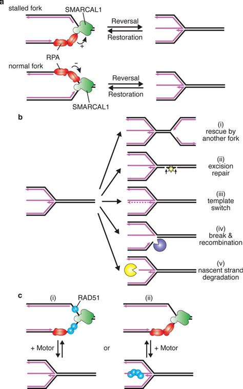 Rpa And Rad51 Fork Reversal Fork Protection And Genome Stability Pmc Rpa And Rad51 Fork Reversal Fork Protection And Genome Stability Pmc