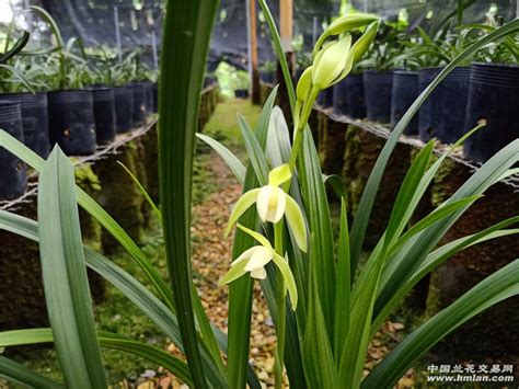 建兰大凤素和龙岩素 建兰青山玉泉和龙岩素 大凤素龙岩素哪种好 大山谷图库