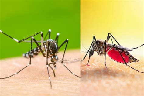 Dengue Variant Denv 2 डेंगू के इस नए स्ट्रेन ने दिल्ली में लिया विकराल