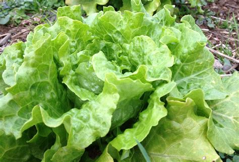 Lettuce Labeled Image Dataset Imagescv