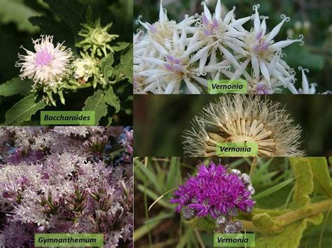 Factsheet Asteraceae