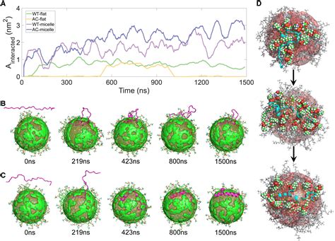 Folding Of N Terminally Acetylated α Synuclein Upon Interaction With