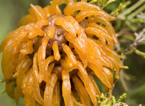Dealing With Cedar Apple Rust In Your Backyard