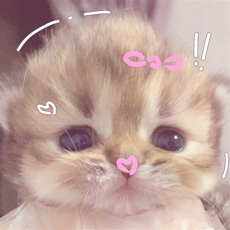 210 Cat Pfp Ideas In 2025 Pretty Cats Cute Cats Cute Cats Photos