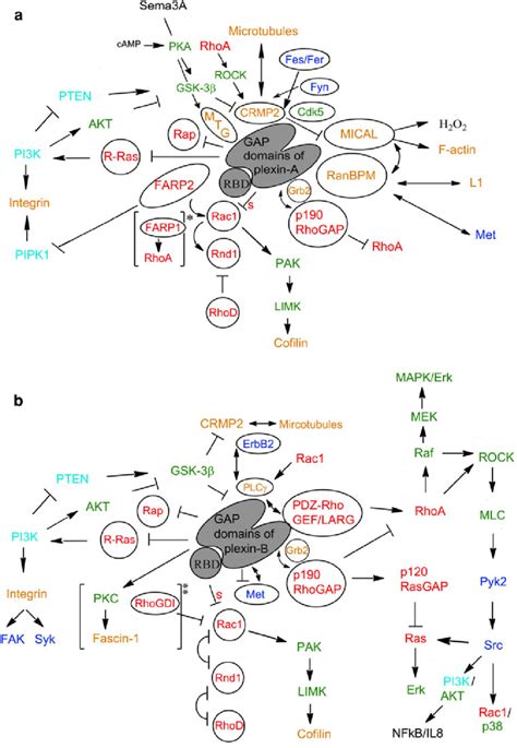 A B Intracellular Signaling Networks Surrounding Vertebrate Plexin A