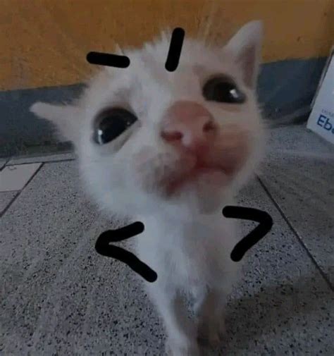 Gato Enojado Silly Cats Pictures Cute Cats Photos Funny Animal Photos