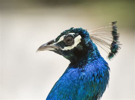 Peacock - Owen Deutsch Photography