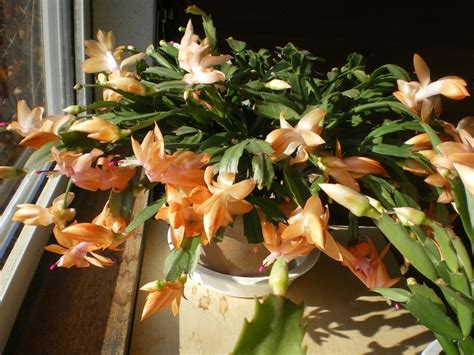 シャコバサボテンの花が開花 koyaken4852のブログ