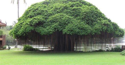 Utha Patak Banyan Tree Benefits बरगद के पेड़ के फायदे