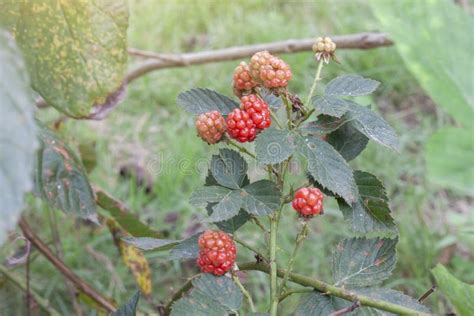 Russia Red Raspberry Or Rubus Idaeus On Tree Stock Image Image Of