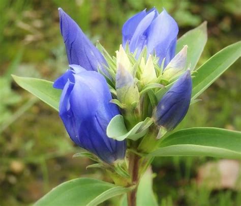 リンドウ竜胆の花言葉｜種類や由来、人気のアレンジメントは？｜🍀greensnap（グリーンスナップ）