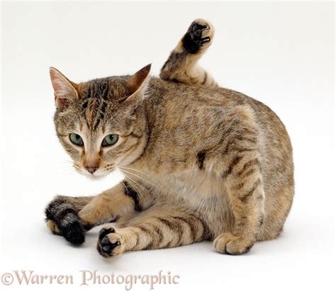 Female Tabby Cat Cleaning Herself After Mating Photo Wp