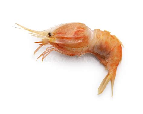 Nylon Shrimpheterocarpus Hayashii Crosnier Stock Afbeelding Image Of
