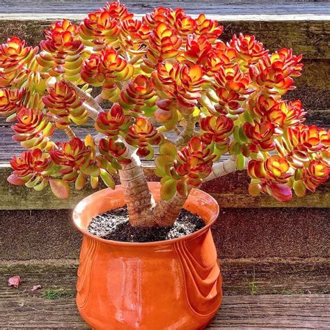 Jade Plant Crassula Ovata Jade Succulent Plant Succulent