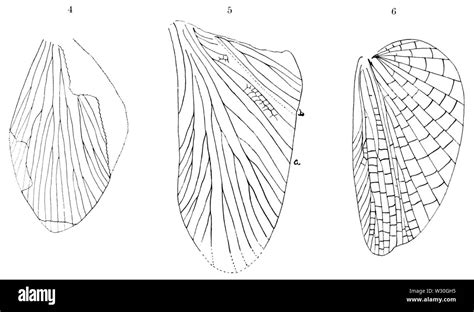 Psm V68 D252 Evolution Of Hind Cockroach Wings Through Geologic Ages