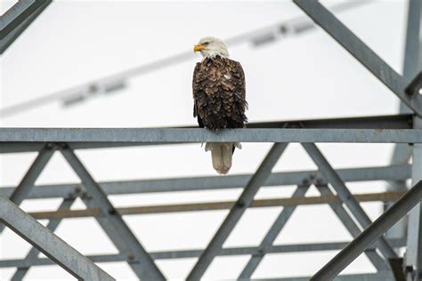Photos Bald Eagles Are Migrating To The Dalles Dam In Oregon The