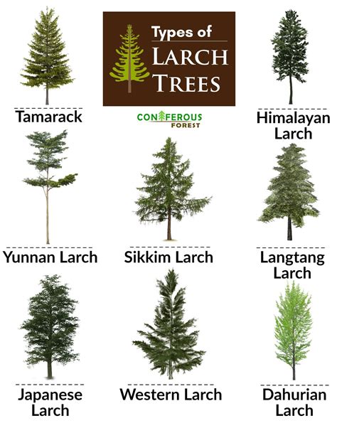 Get To Know About A Larch Tree And Its Types With Pictures What Does
