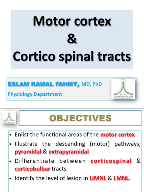 Motor Cortex And Cortico Spinal Tracts Pdf Motor Neuron Neuroanatomy