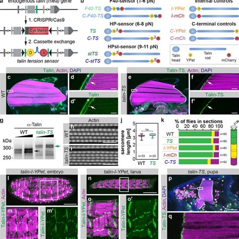 Talin Tension Sensor Generation And Verification A 2 Step Genome