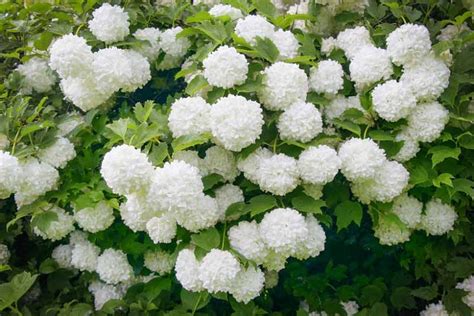 Types Of Viburnum Shrubs For Your Garden Meiyi Cookieholic