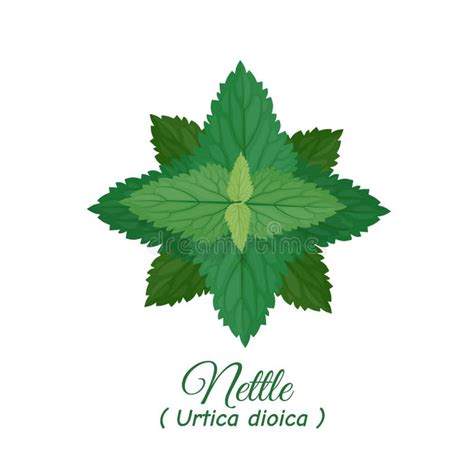 Stinging Nettle Leaf Stock Illustrations 477 Stinging Nettle Leaf Stock Illustrations Vectors