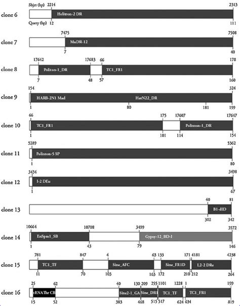 Identity Of The Repeat Dna Sequences Of The Tes Of The Parodontidae C O