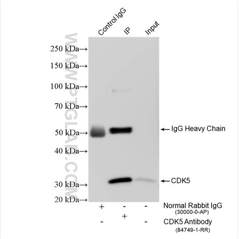 Cdk5 Antibody 84749 1 Rr Proteintech