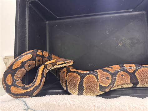 Екзотични животни