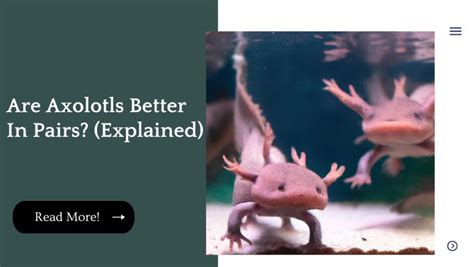 Are Axolotls Better In Pairs Explained Unified Pets