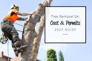 Tree Removal SA And Adelaide Cost Permits Guide