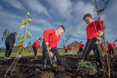 The Benefits Of Tree Planting Earthwatch Europe